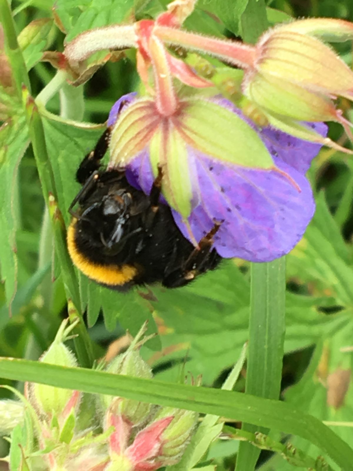 Wild Oxfordshire – KIDLINGTON NEWS